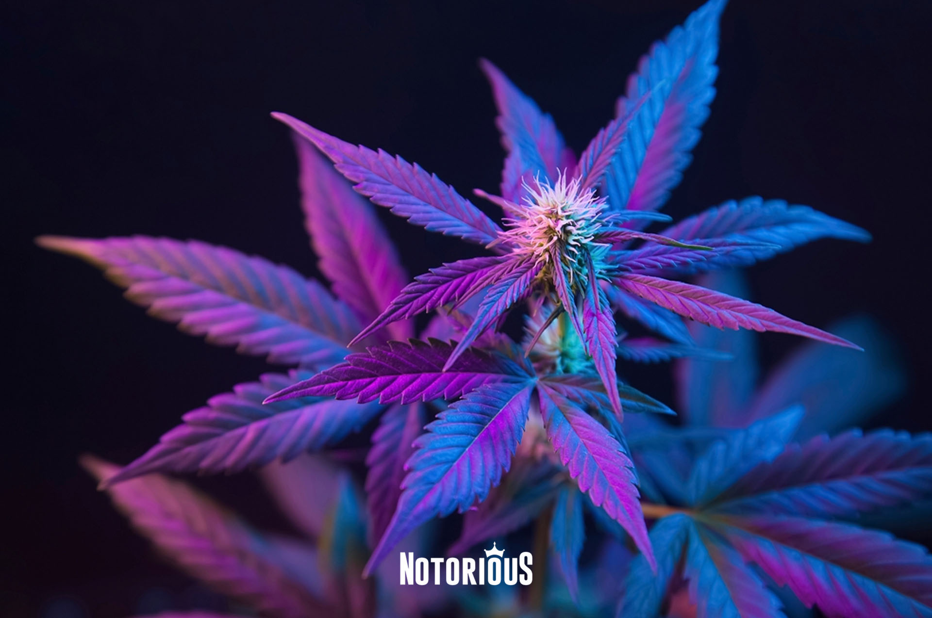 Blue Dream, un sueño de primavera - Notorious